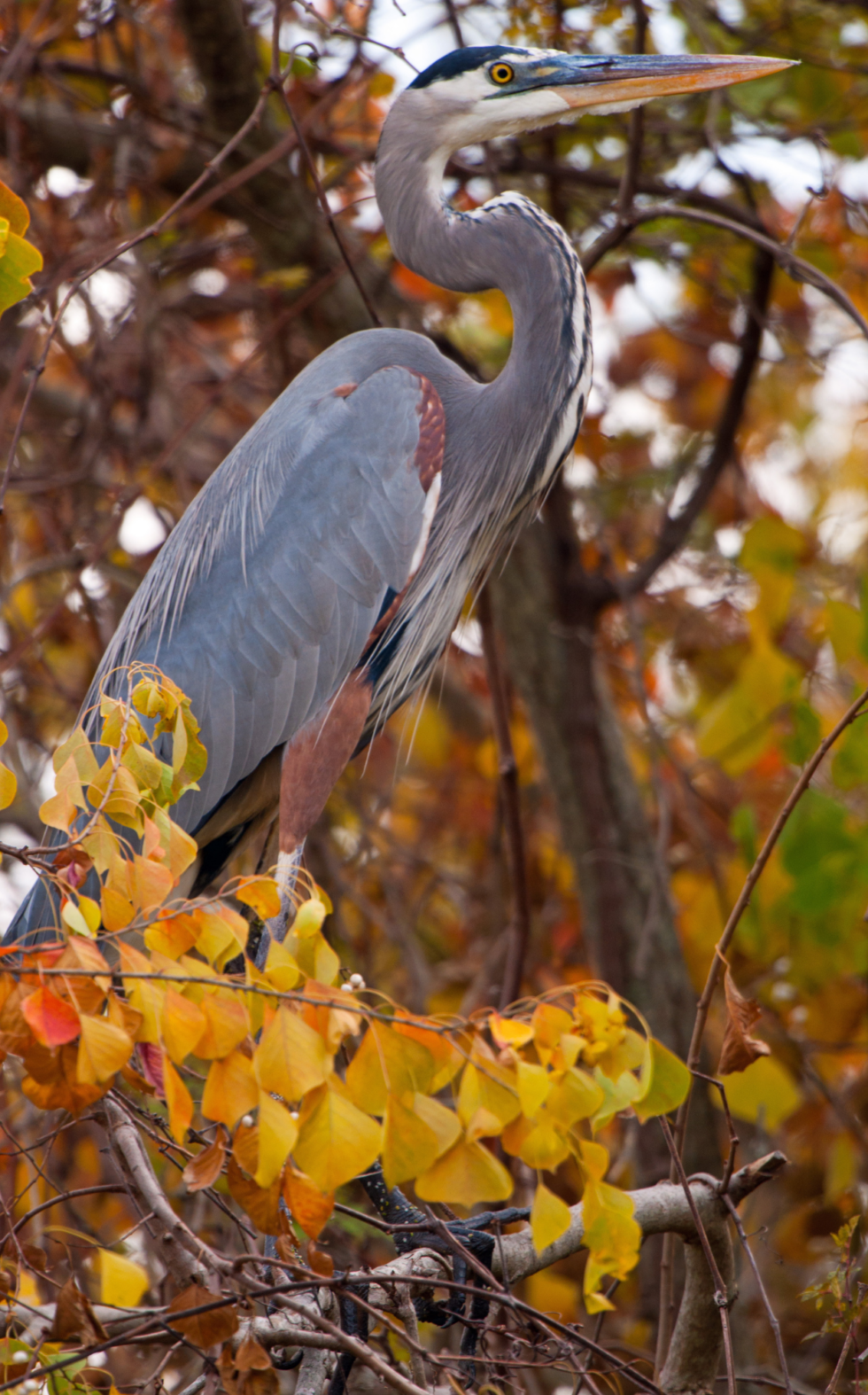 Fall Driving Tour through the Lakeside of the Smokies - Lakeside of the Smokies