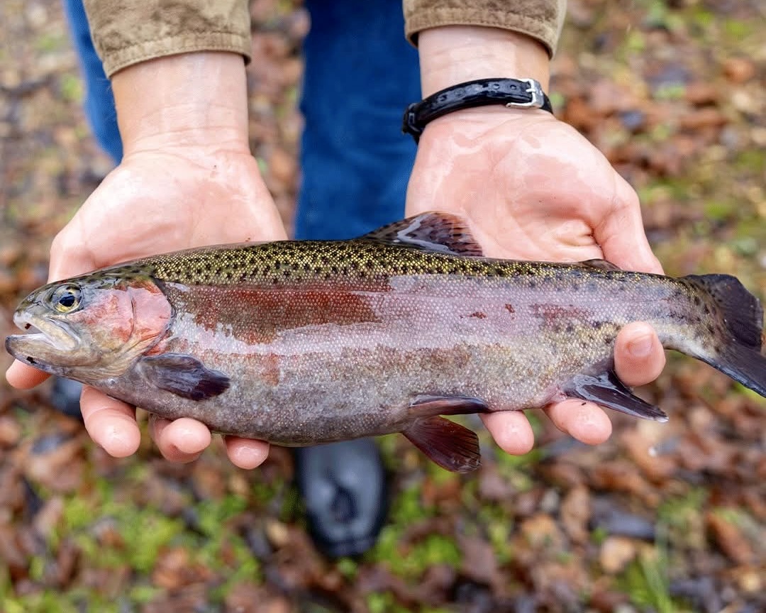 Mossy Creek Trout Stocking Returns After Decades - Lakeside of the Smokies
